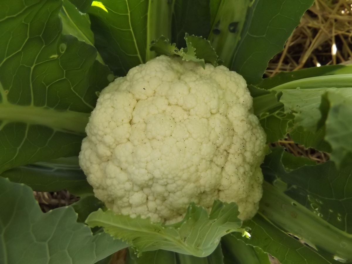 Real Food does not come from Supermarkets: 6 Steps from Bare Ground to ...