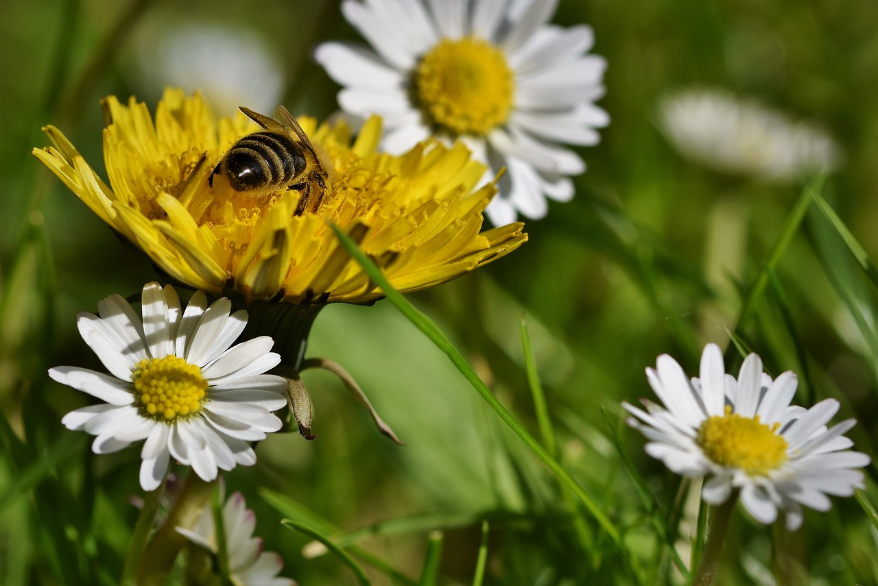 A Real Green Life - a Way of Living That Makes a Difference